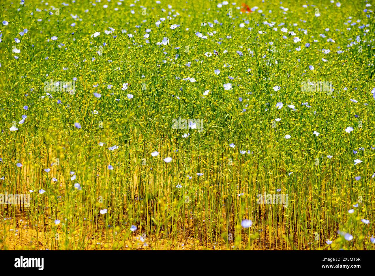 Colorful nature background, blue flax linen plants in blossom on fields ...