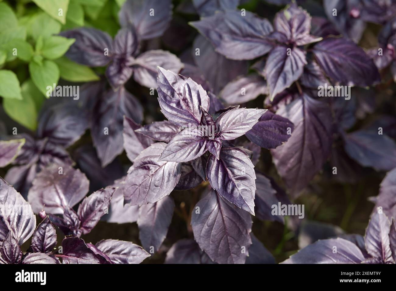 Purple basil grow in vegetable garden. Dark opal basil plants texture ...