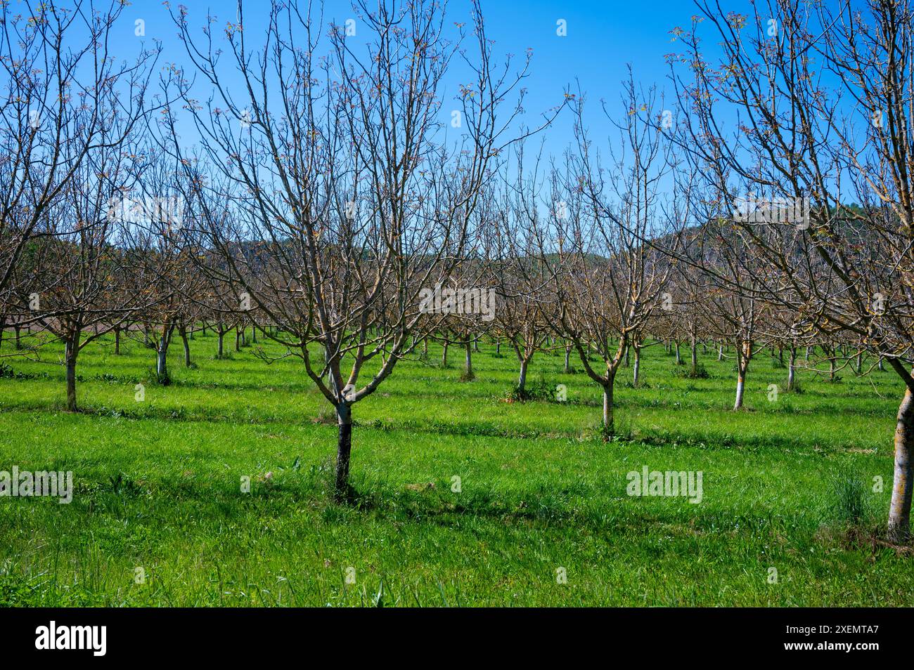 Plantation of high-quality PDO certified walnuts trees in Perigord ...