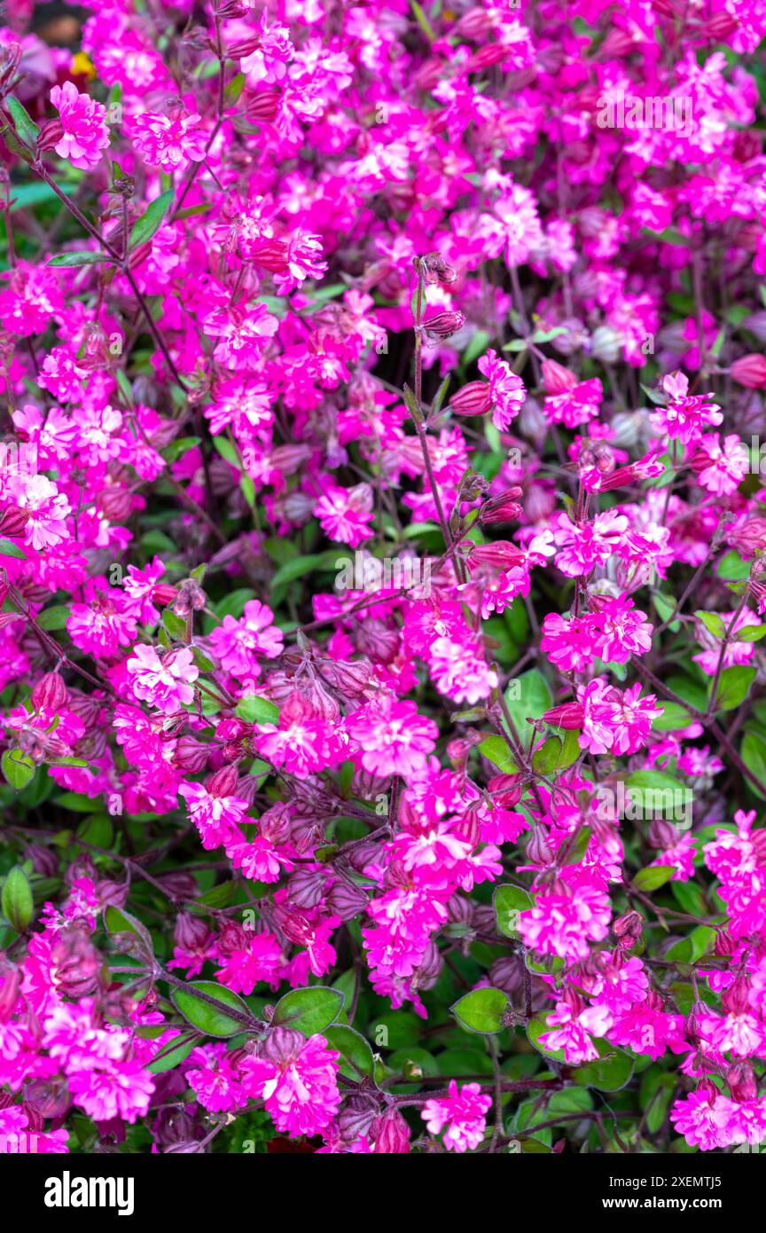 Pink blossom of Silene pendula catchfly ornamental plant in garden ...