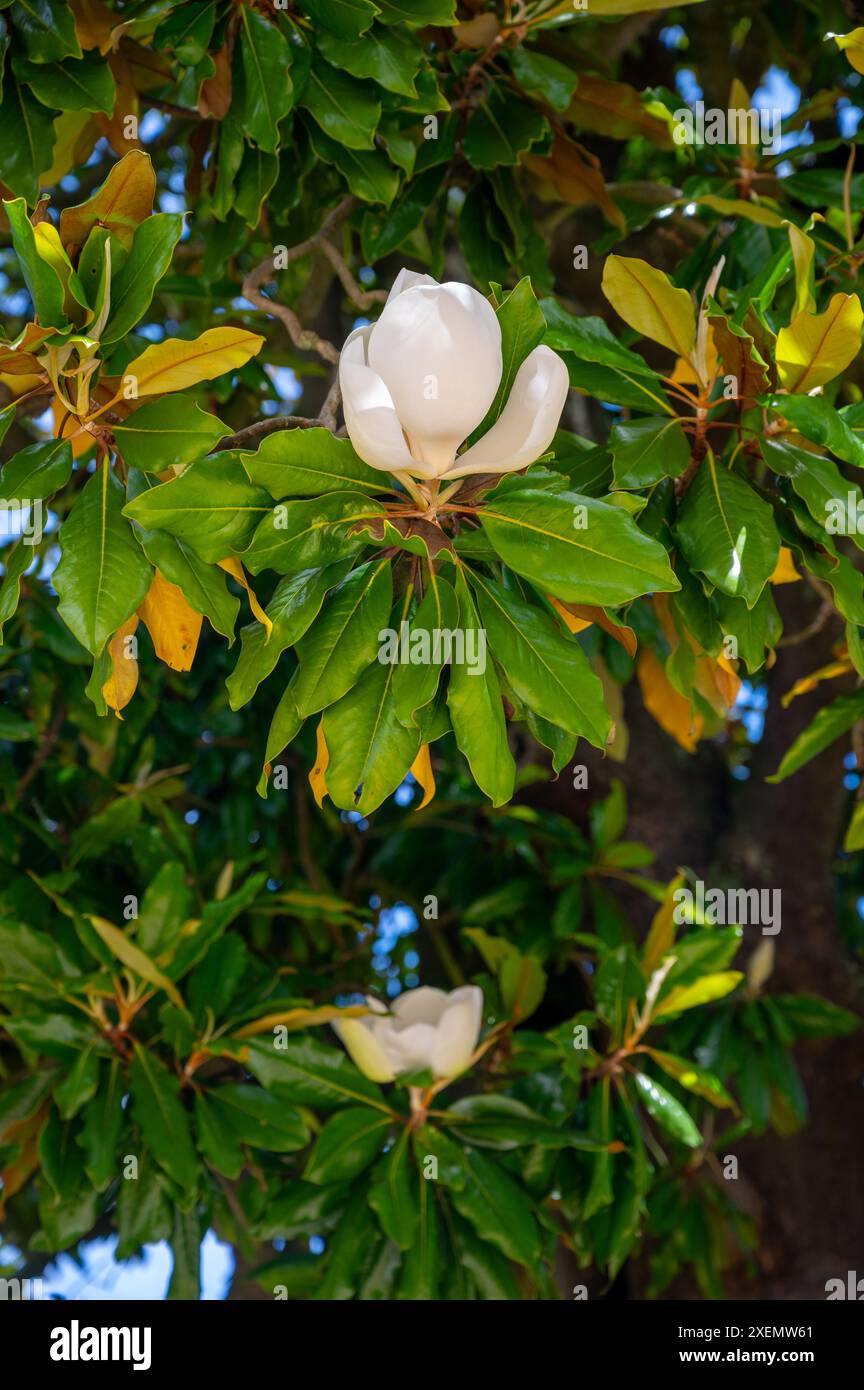 White scented blossom of tropical magnolia grandiflora evergreen tree ...