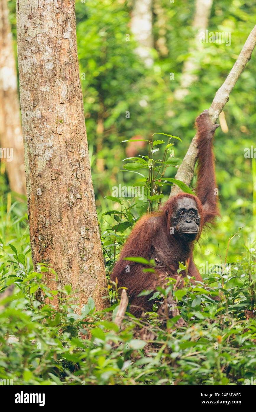 Mount Halimun Salak National Park