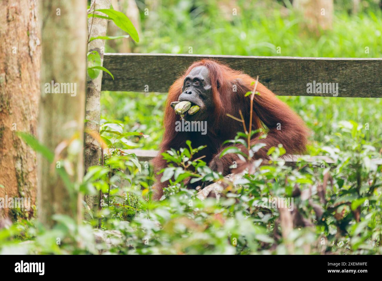 Ape eating by a fence in a forest in Mount Halimun Salak National Park ...
