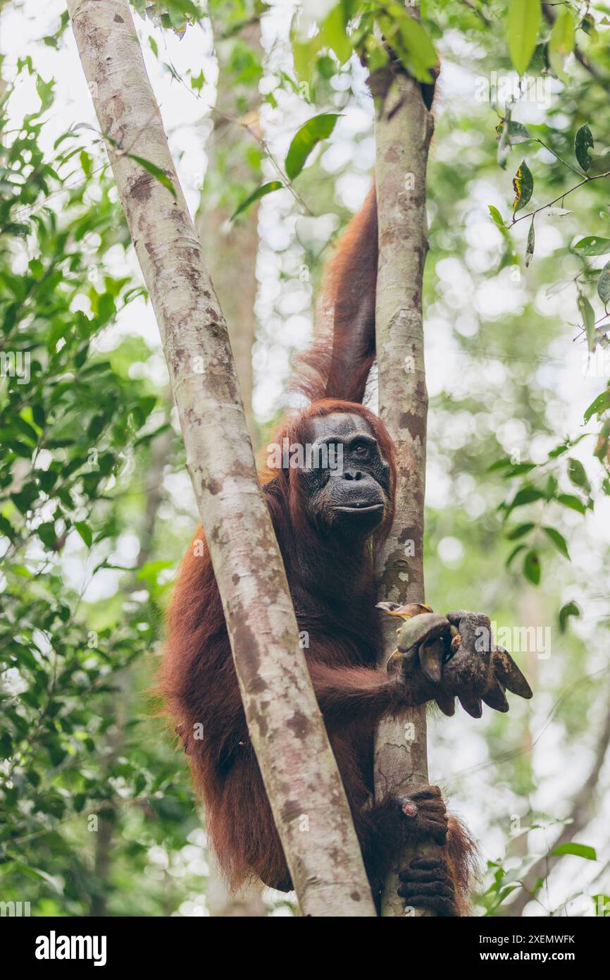 Ape sitting in a tree and eating in a forest in Mount Halimun Salak ...