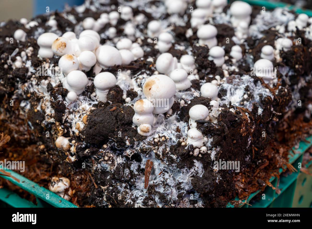 Growing of white champignons mushrooms, mycelium grow from compost into ...
