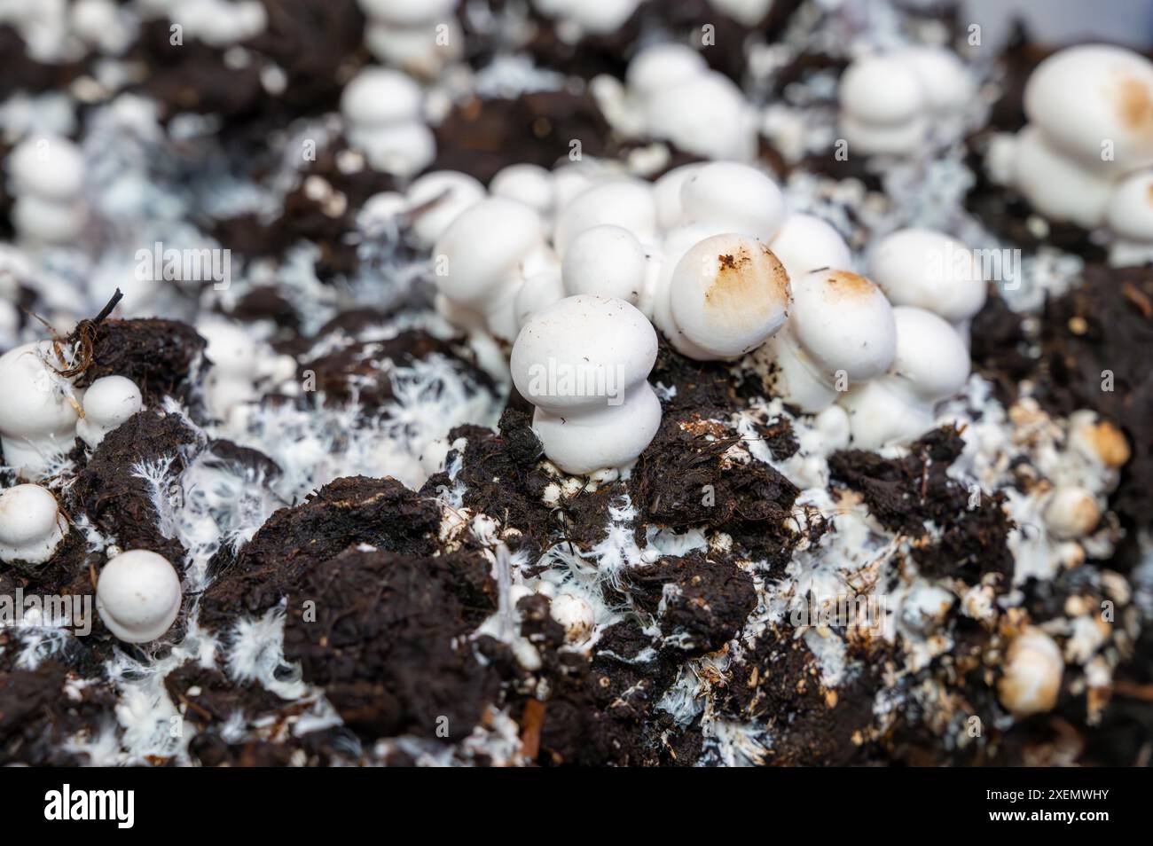 Growing of white champignons mushrooms, mycelium grow from compost into ...