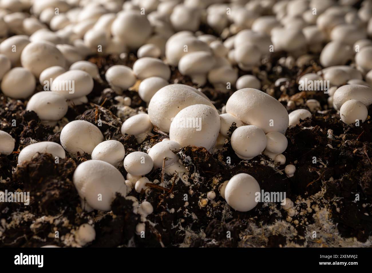 Growing of white champignons mushrooms, mycelium grow from compost into ...