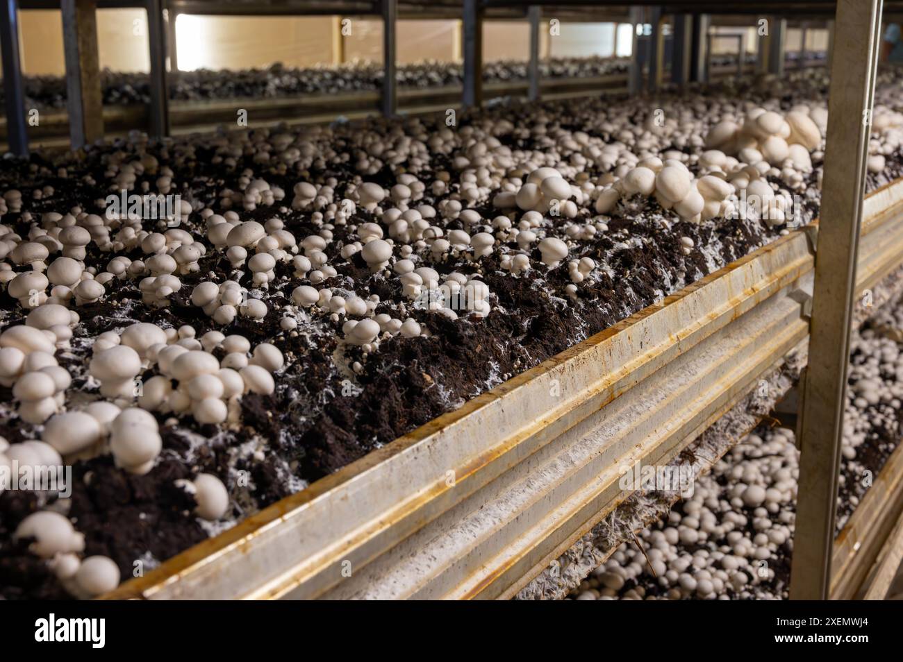 Growing of white champignons mushrooms, mycelium grow from compost into ...