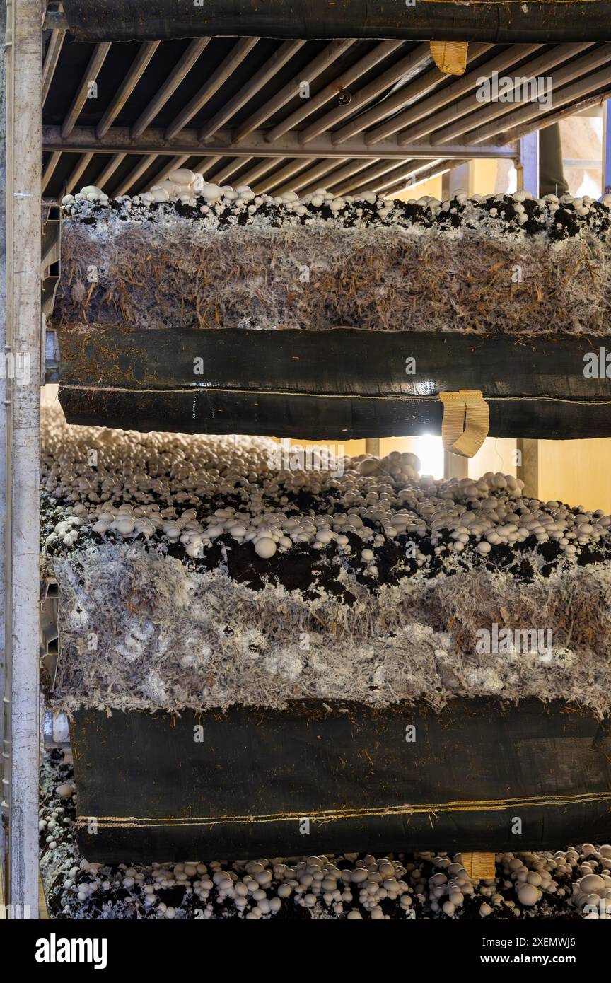 Growing of white champignons mushrooms, mycelium grow from compost into ...