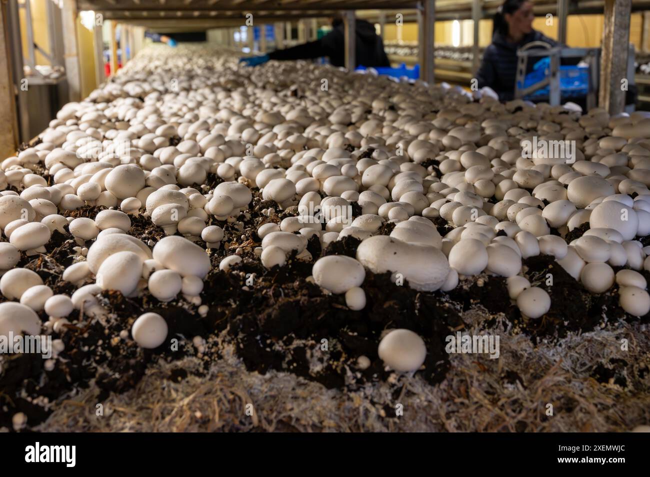Growing of white champignons mushrooms, mycelium grow from compost into ...