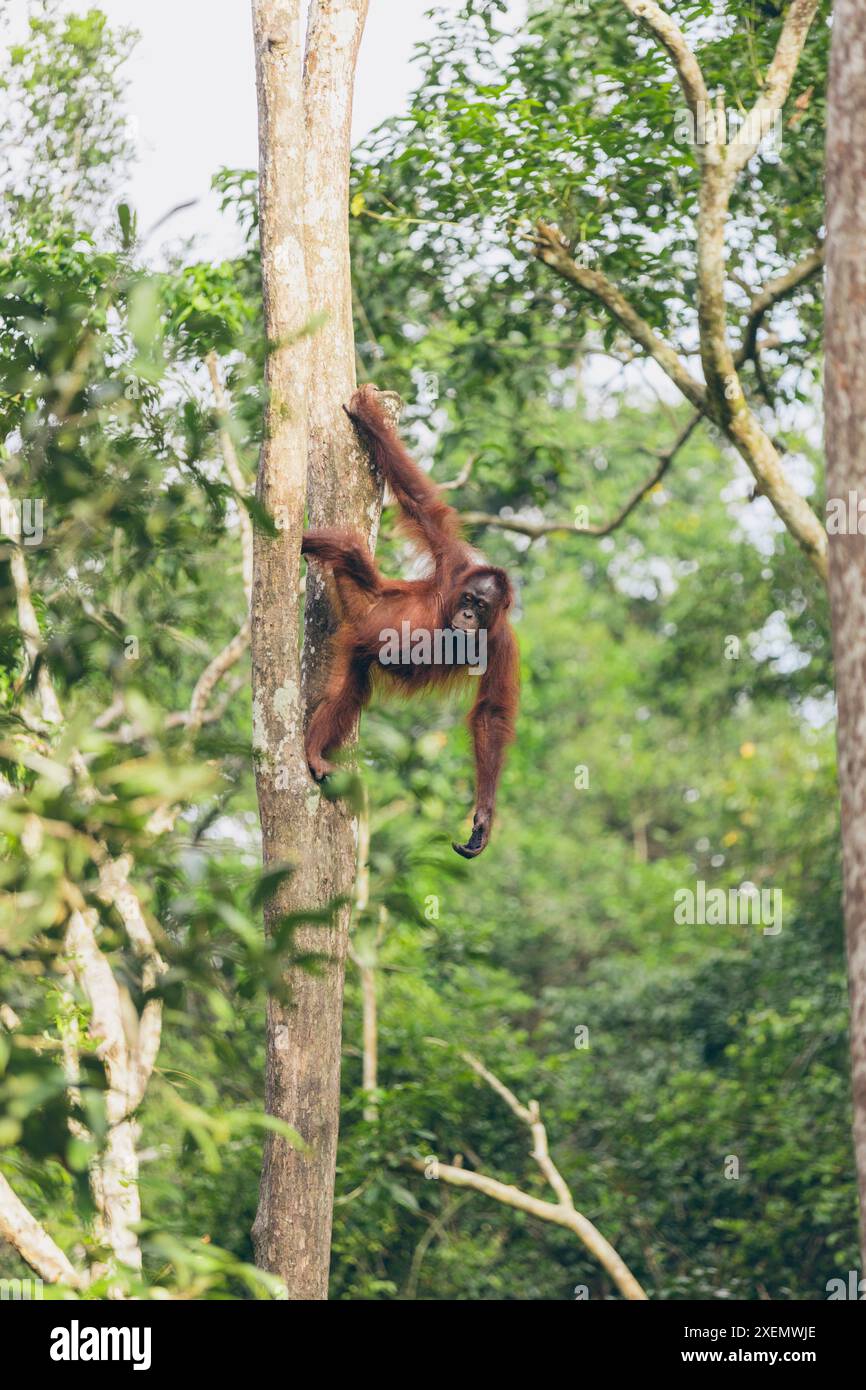 Ape hanging of a tree in the rainforest of Mount Halimun Salak National ...