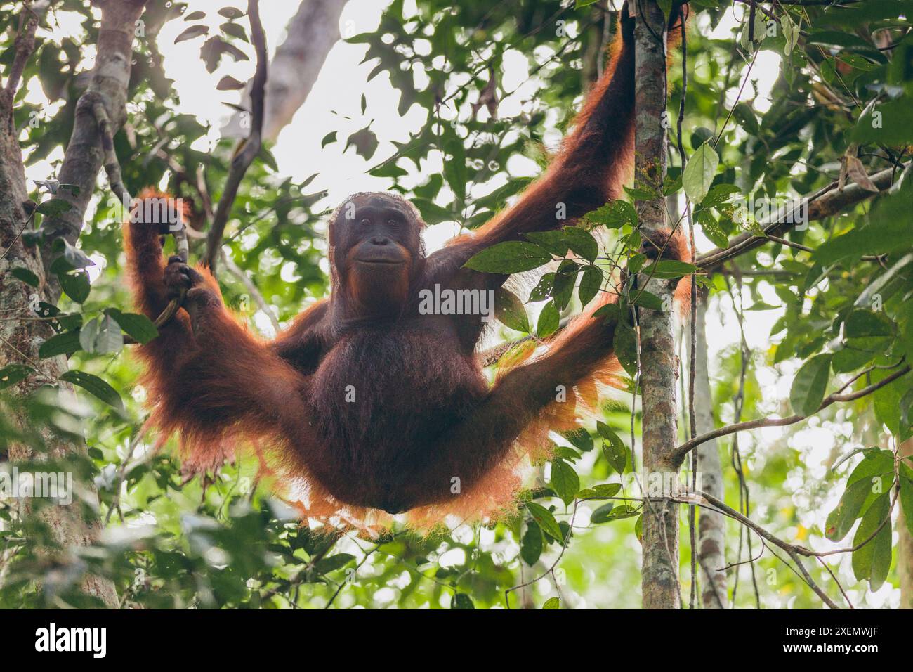 Low angle view of an Ape climbing between trees in the rainforest of ...