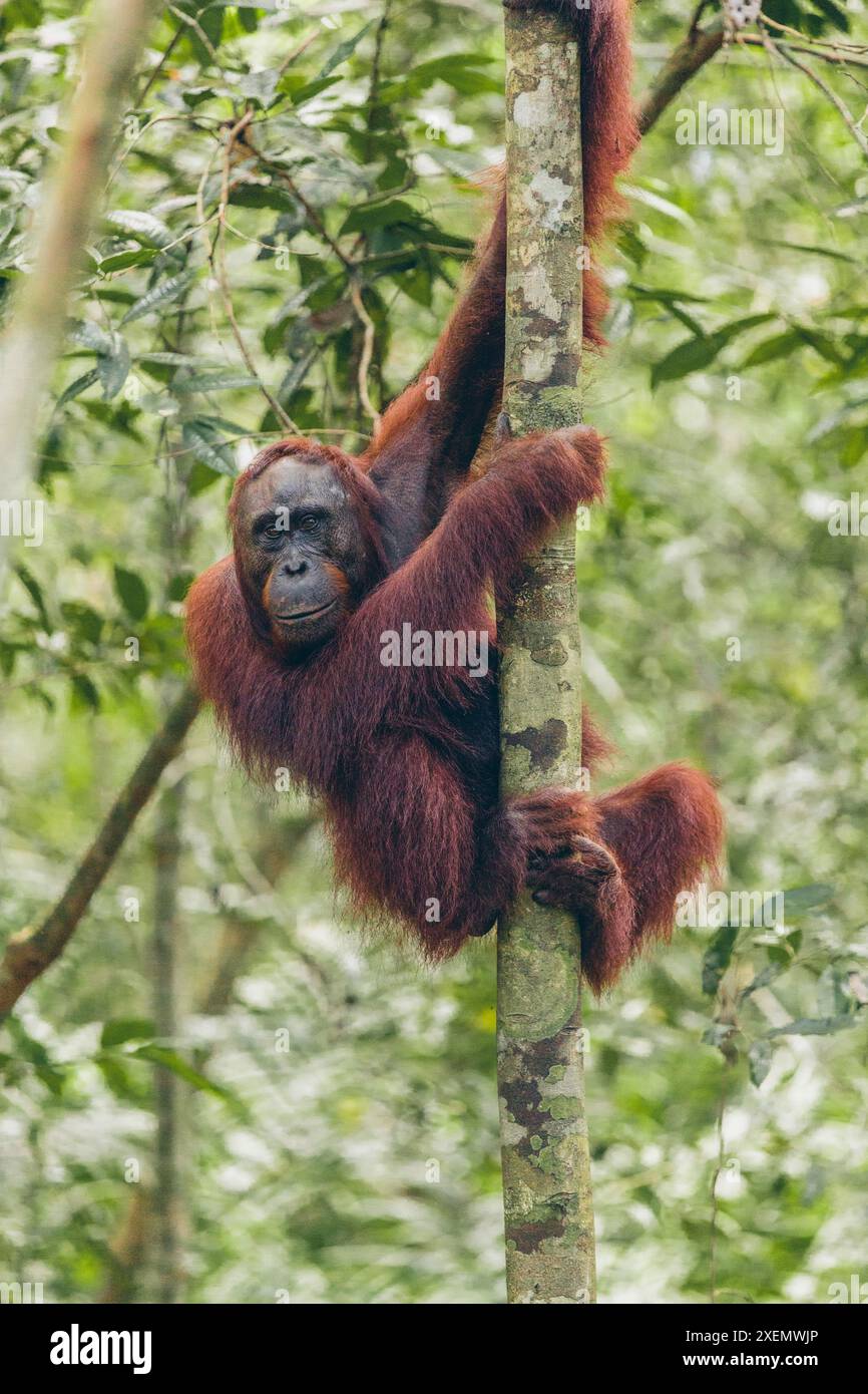 Ape hanging on a tree trunk in the rainforest of Mount Halimun Salak ...