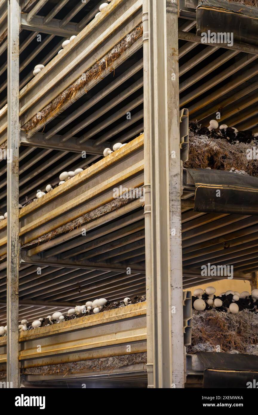 Growing of white champignons mushrooms, mycelium grow from compost into ...