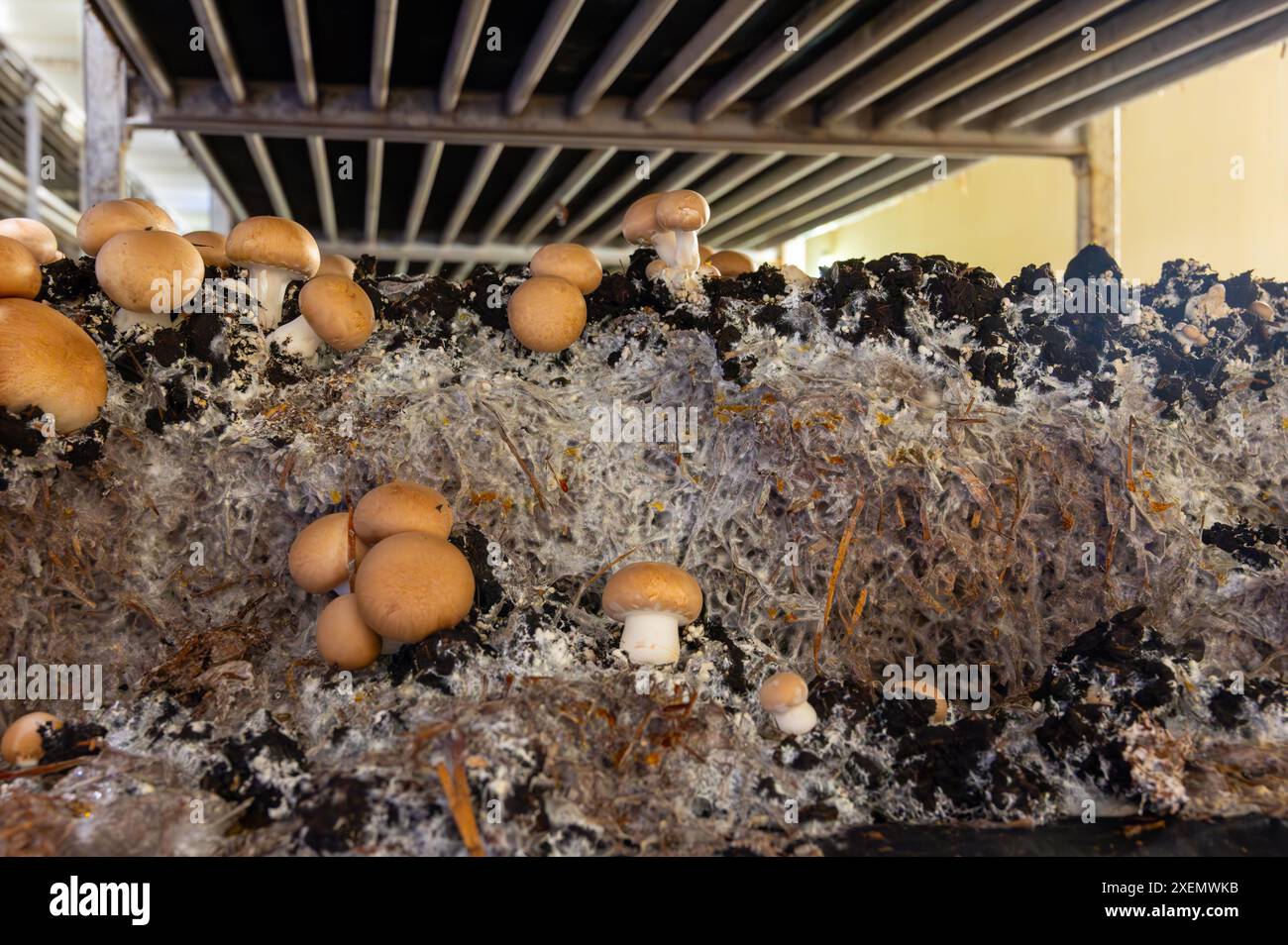 Growing of brown champignons mushrooms, mycelium grow from compost into ...