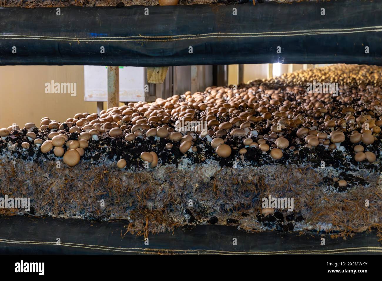 Growing of brown champignons mushrooms, mycelium grow from compost into ...