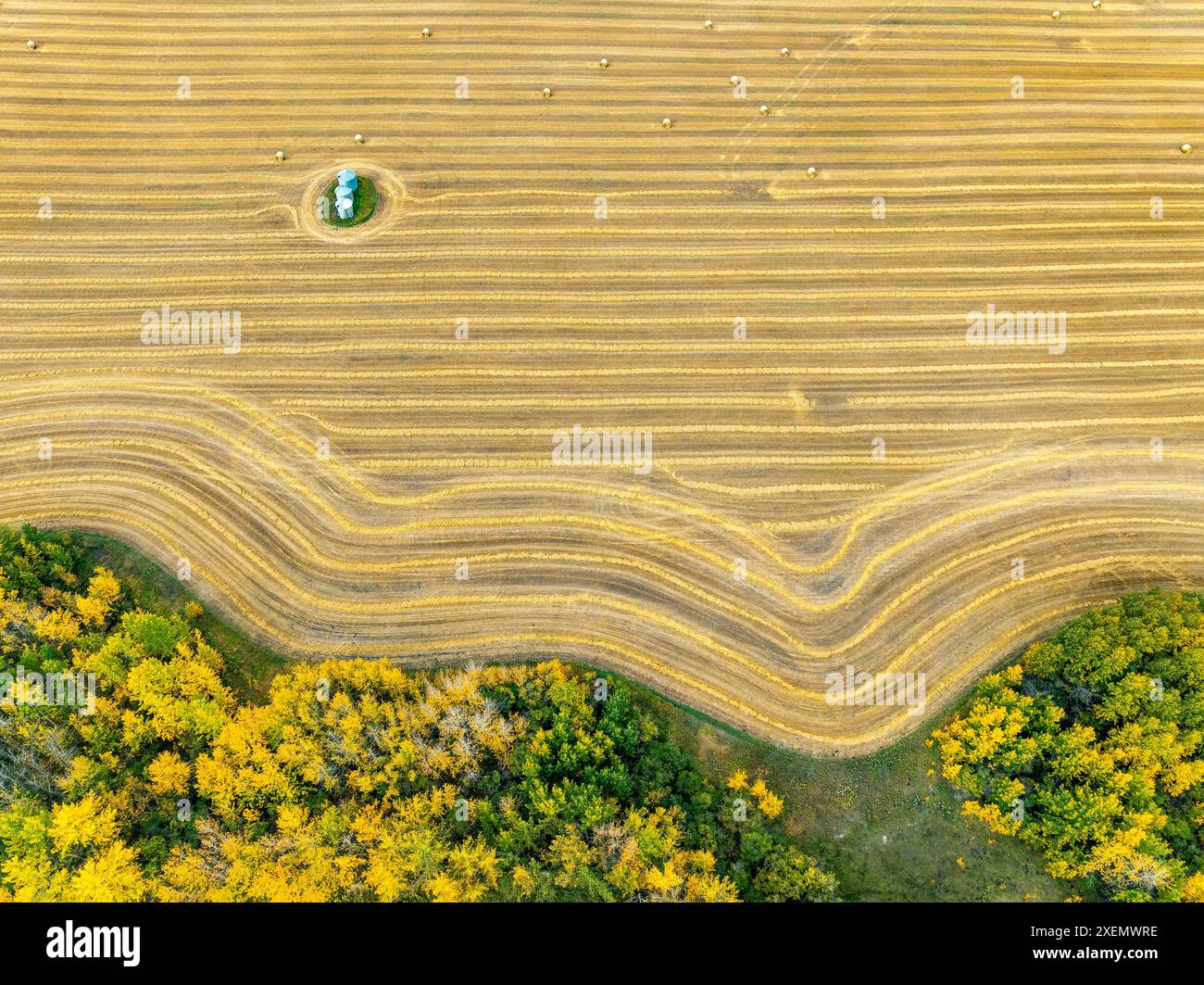 Aerial view of a cut golden grain field at harvest with colourful fall ...