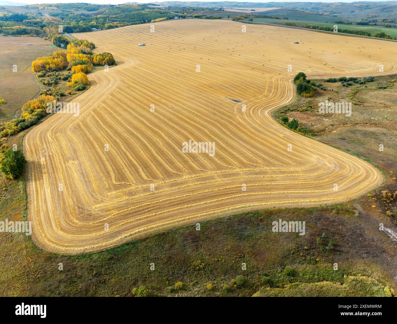 Aerial view of a cut golden grain field at harvest with colourful fall ...