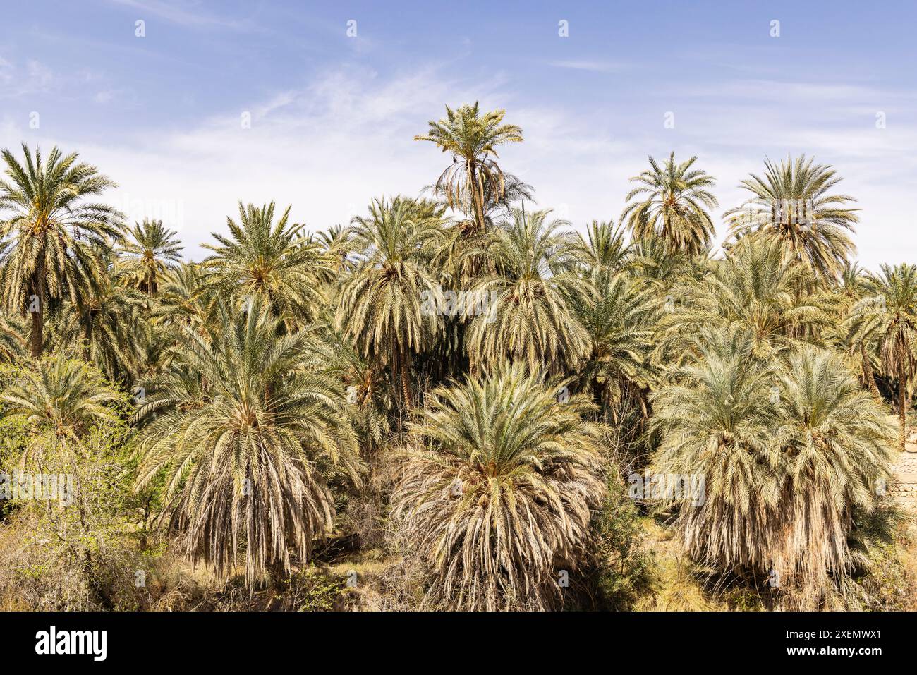 Tozeur, Tunisia. Palm trees in a desert oasis Stock Photo - Alamy