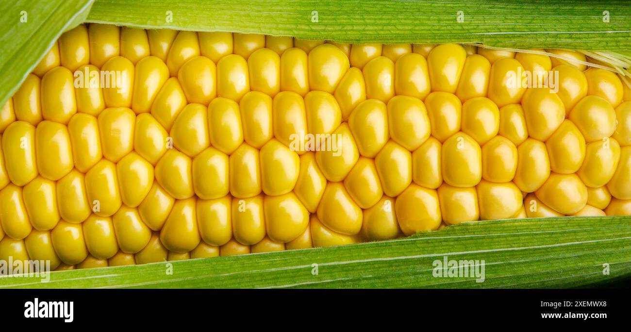 Corn kernels close up photos hi-res stock photography and images - Alamy