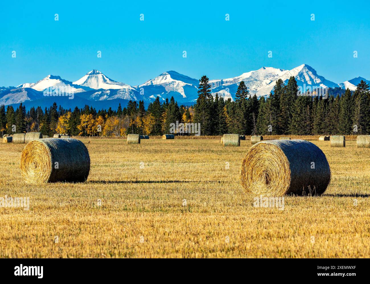 Round hay bales in a cut field with clourful fall trees, snow capped ...