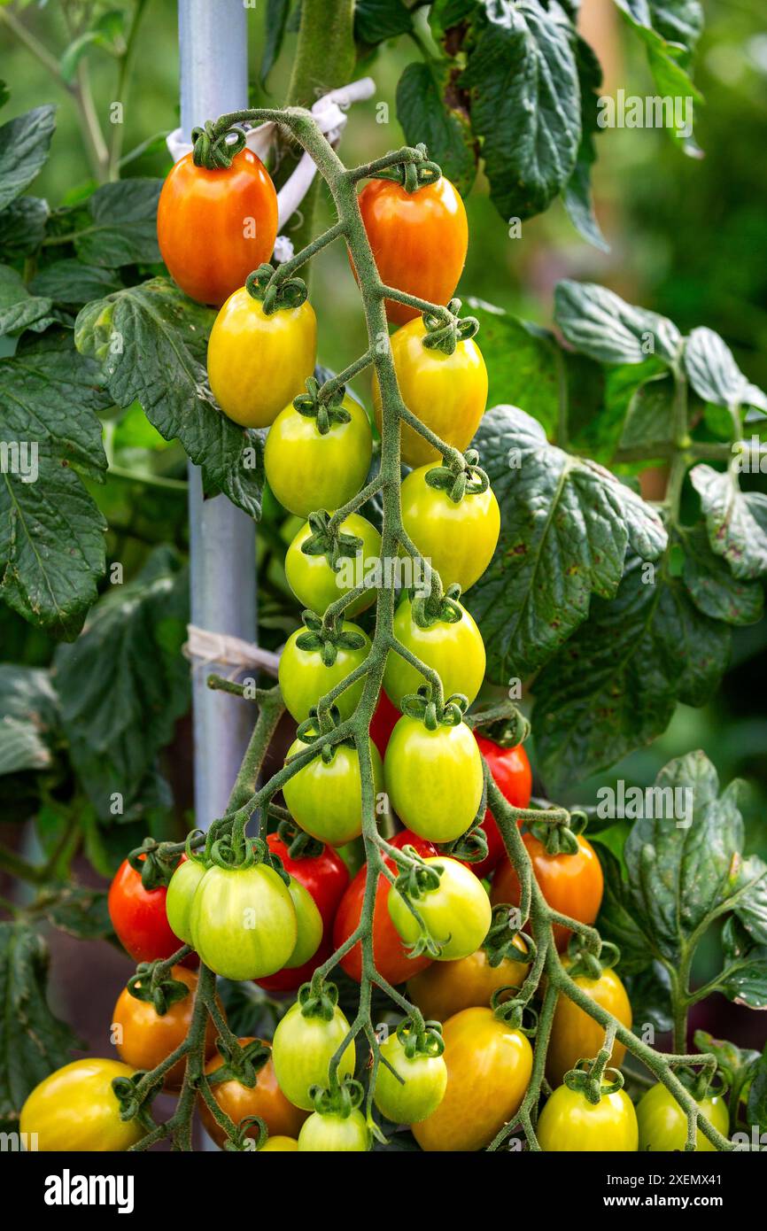 Close up of ripening grape tomatoes on the vine; Port Colborne, Ontario ...