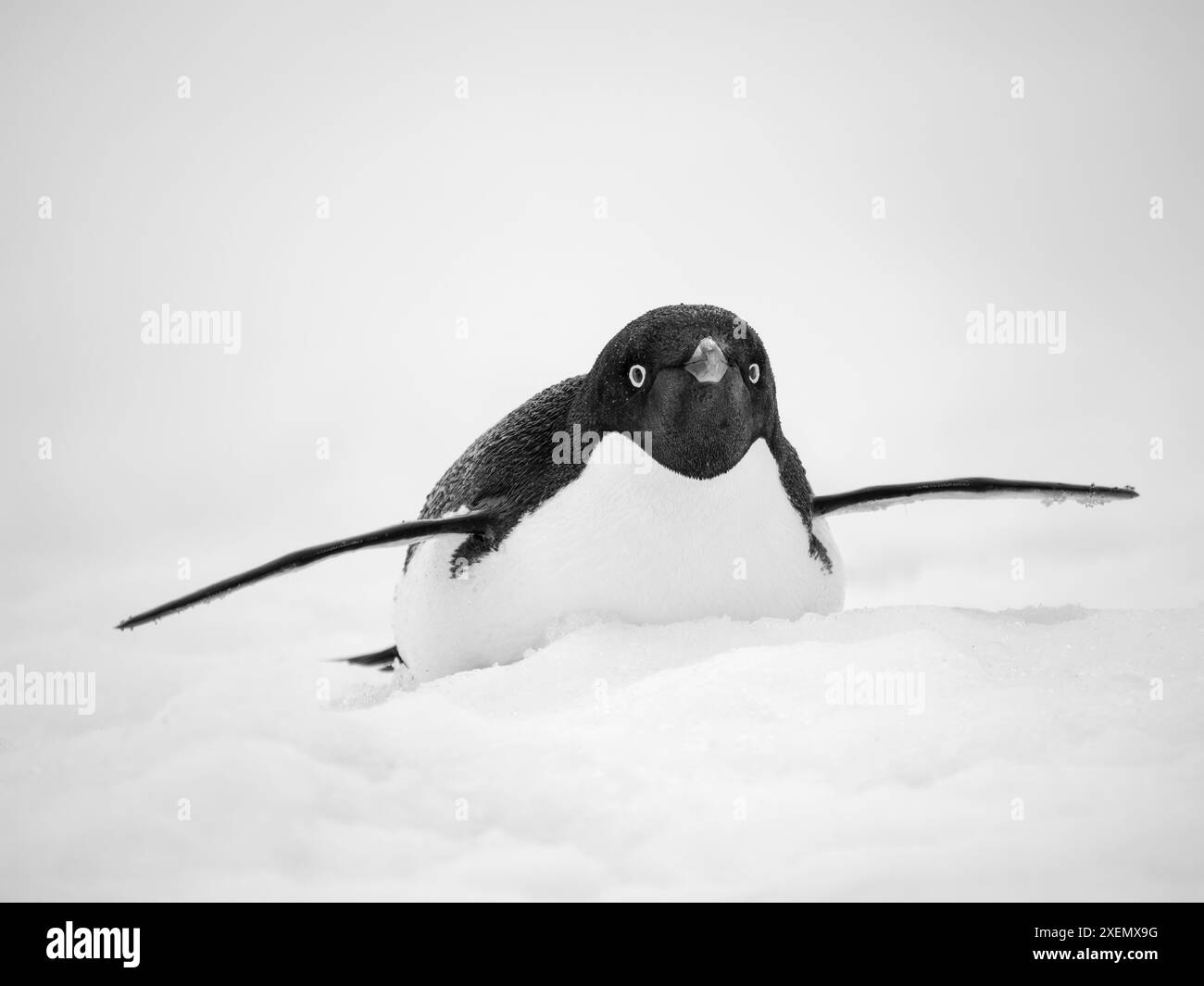 Graham land antarctica Black and White Stock Photos & Images - Alamy