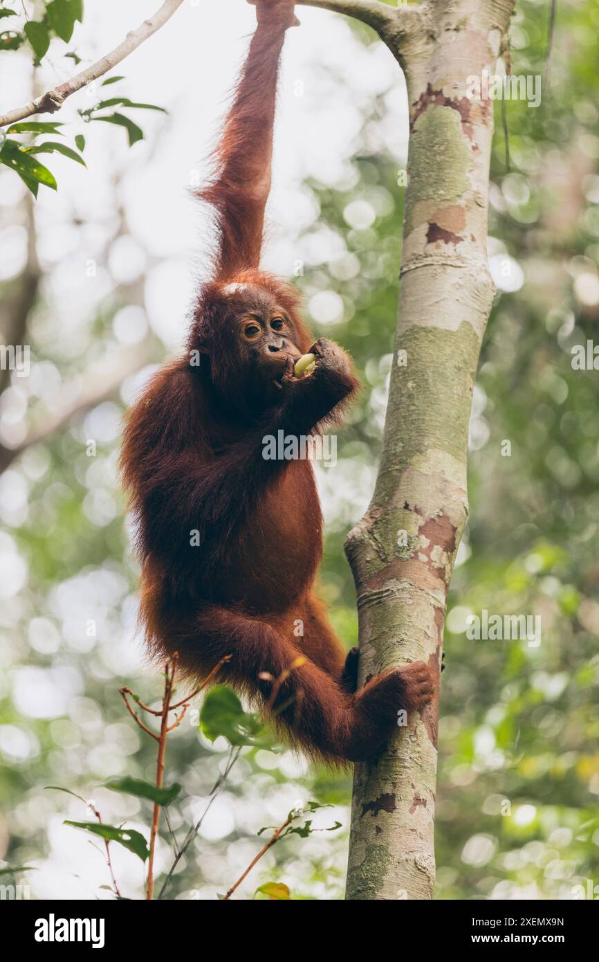 Orangutan (Pongo species) climbing a tree and eating a banana in ...
