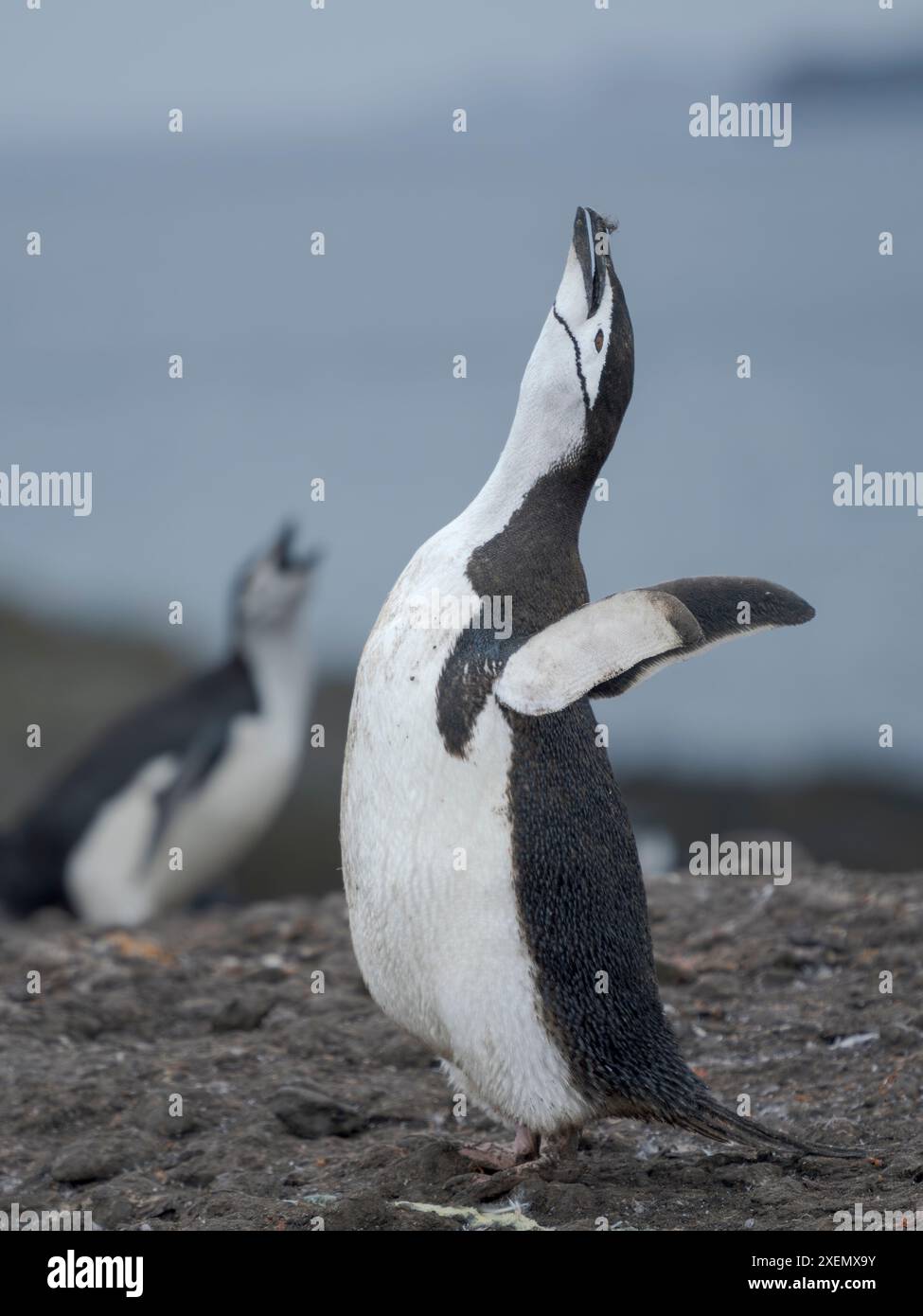 Chinstrap penguin. Antarctica, South Shetland Islands, Barrientos ...