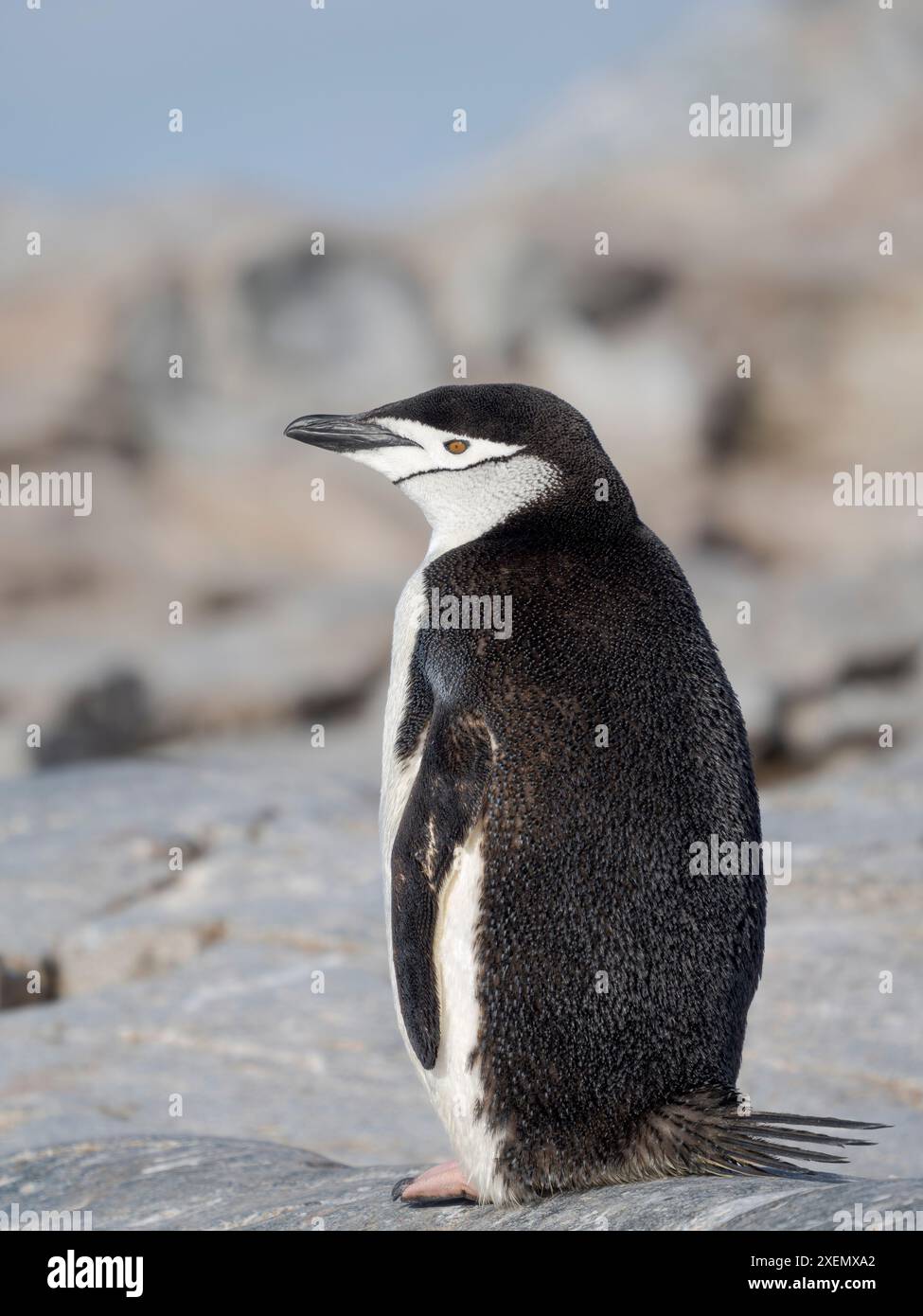 Chinstrap penguin. Antarctica, Palmer Archipelago, Hydrurga Rocks Stock Photo - Alamy