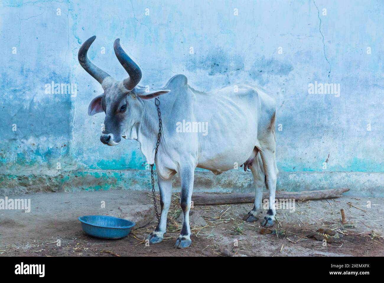 Kankrej hi-res stock photography and images - Alamy