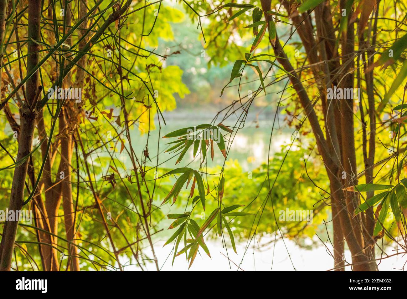 South India. Morning light by lake Stock Photo - Alamy