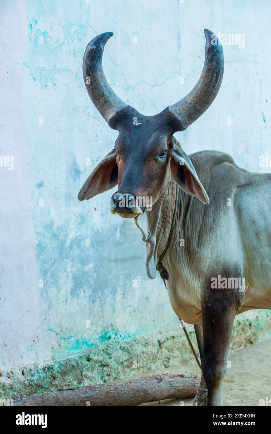India. Kankrej Cattle Stock Photo - Alamy