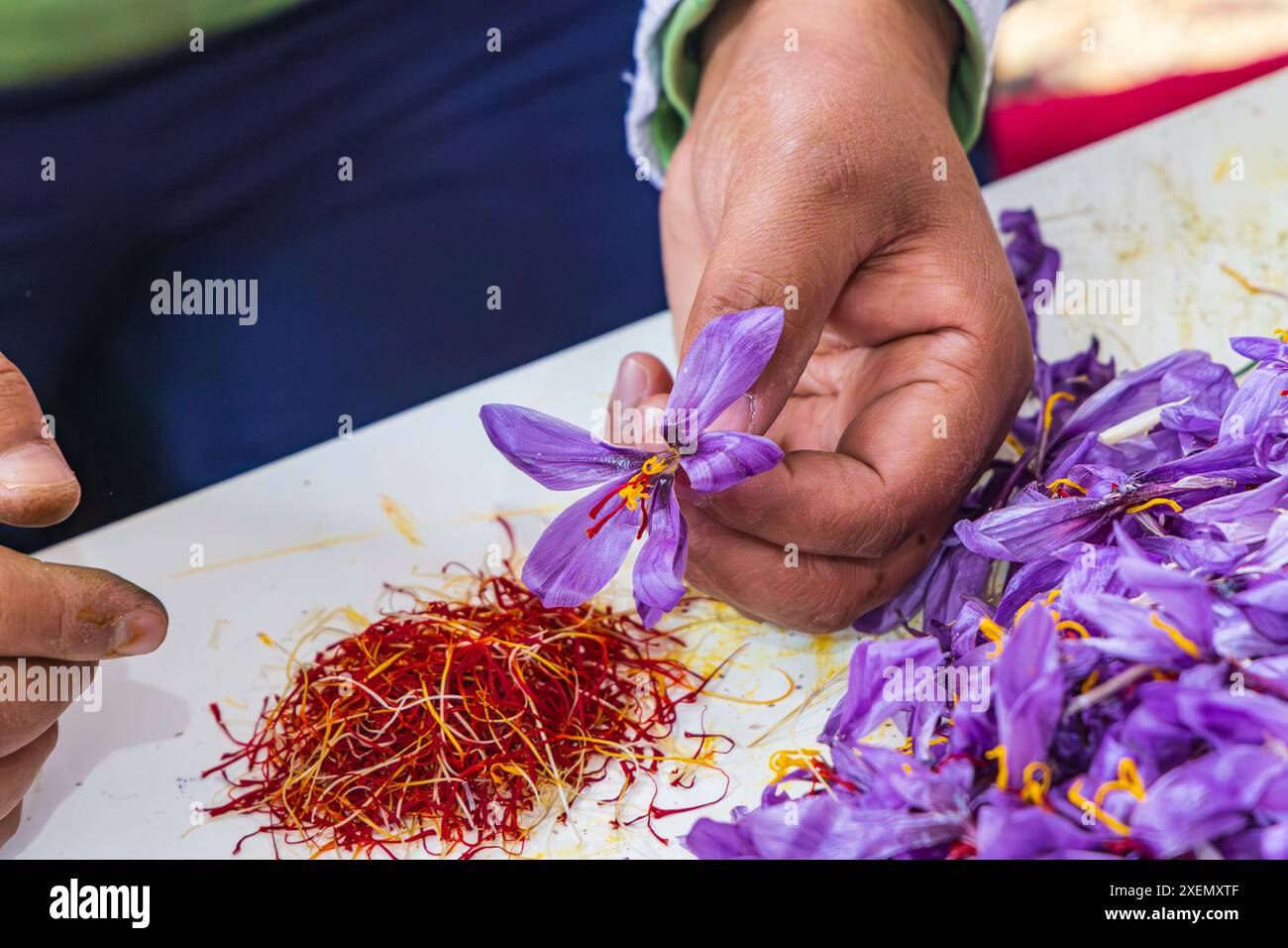 Chanda Haro, Pampore, Jammu and Kashmir, India. Pistils from saffron ...