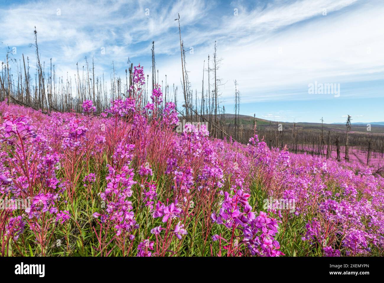 Stunning pink, purple fireweed flowers seen in full bloom during ...