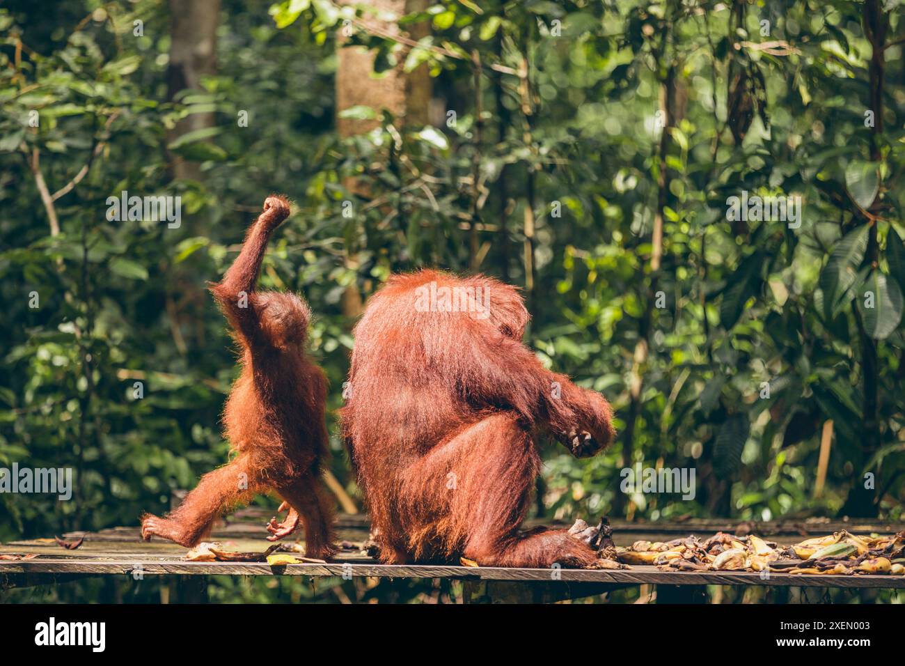 Orangutan (Pongo species) mother and baby together on a platform in ...