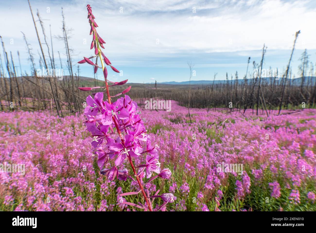 Stunning pink, purple fireweed flowers seen in full bloom during ...