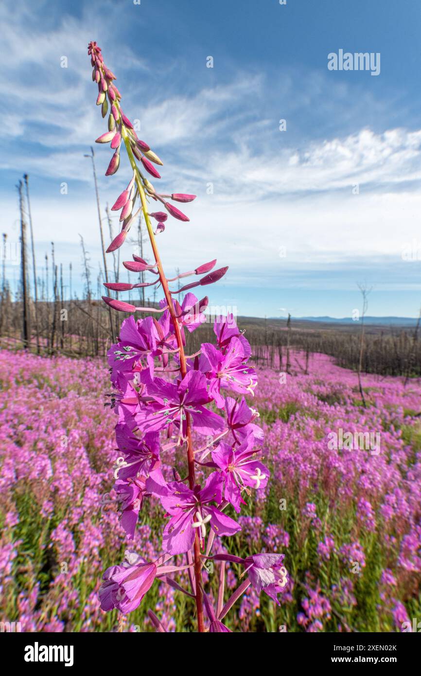 Stunning pink, purple fireweed flowers seen in full bloom during ...