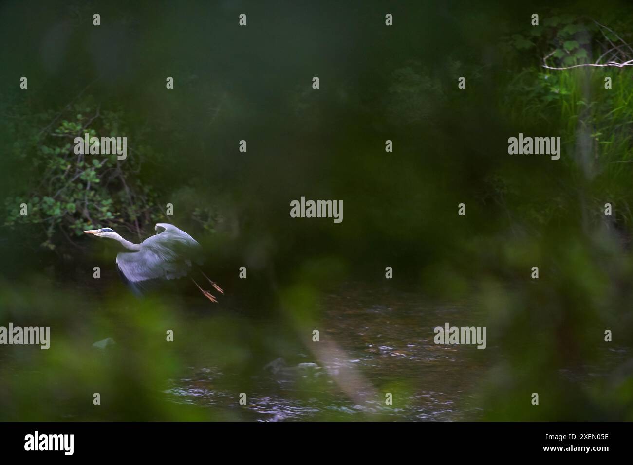 Irish crane hunting on the river Stock Photo - Alamy