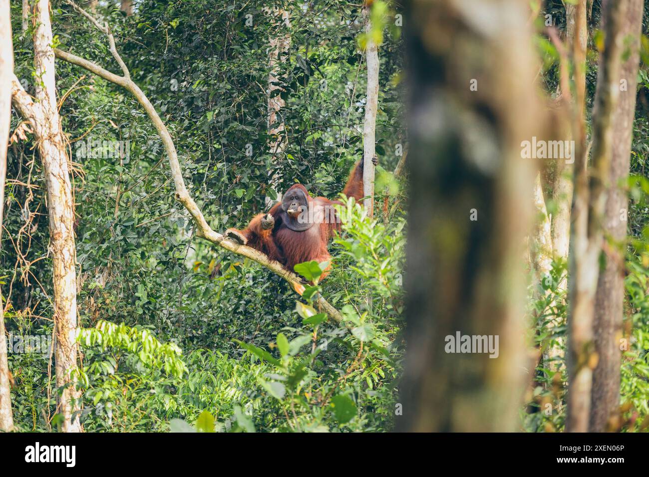 Orangutan (Pongo species) on a branch of a tree in Tanjung Puting ...