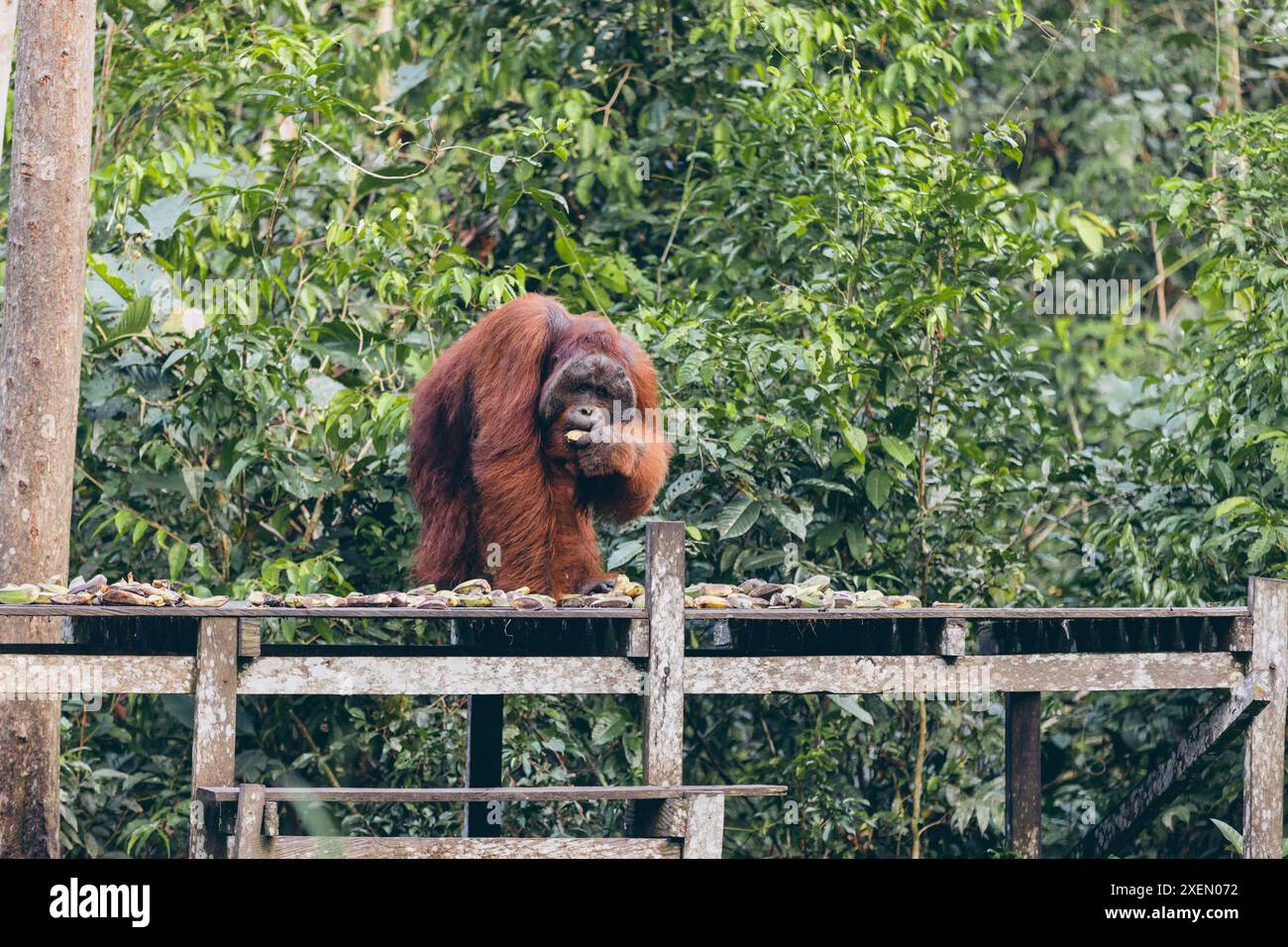Orangutan standing hi-res stock photography and images - Alamy