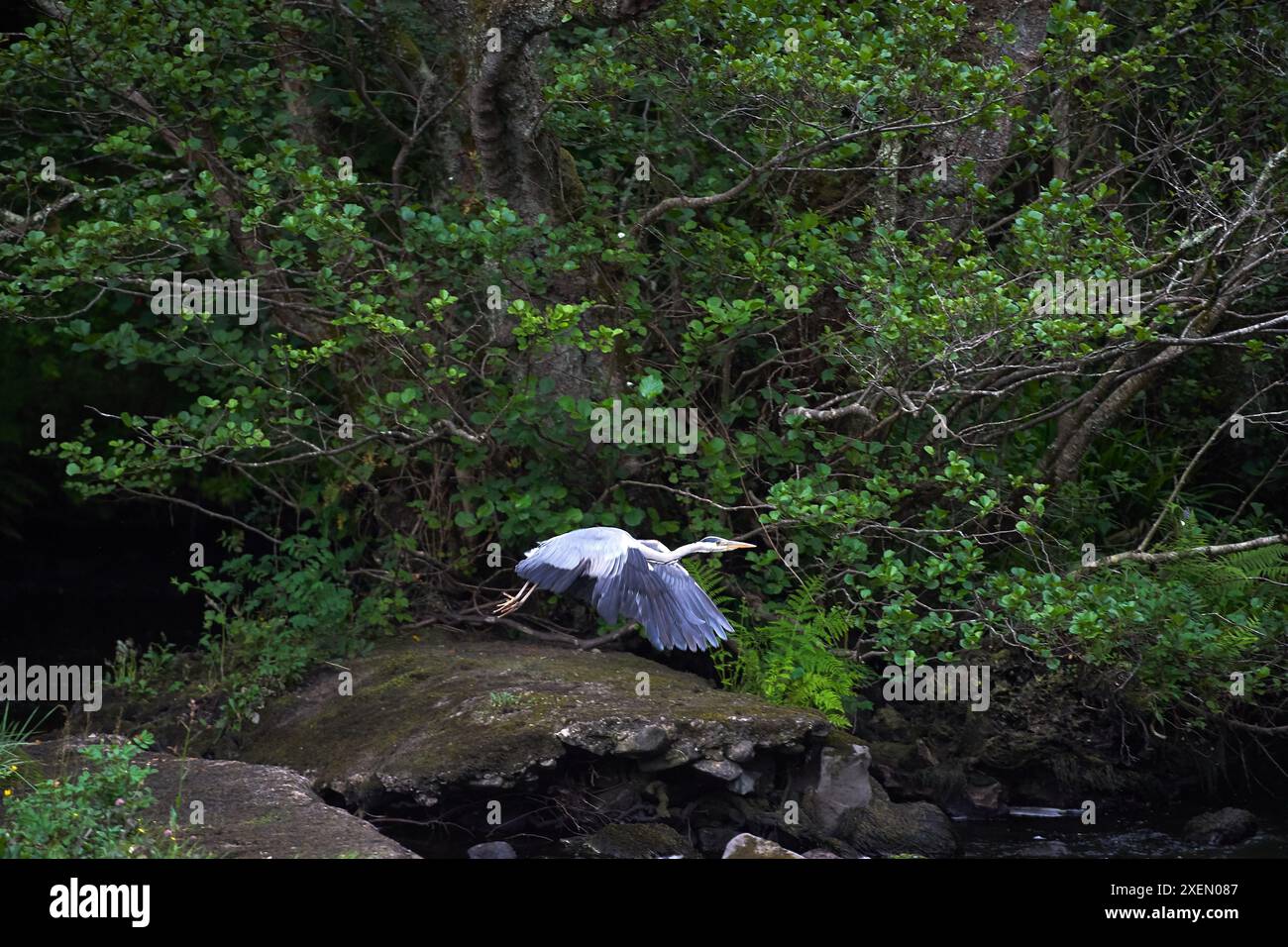 Irish crane hunting on the river Stock Photo - Alamy