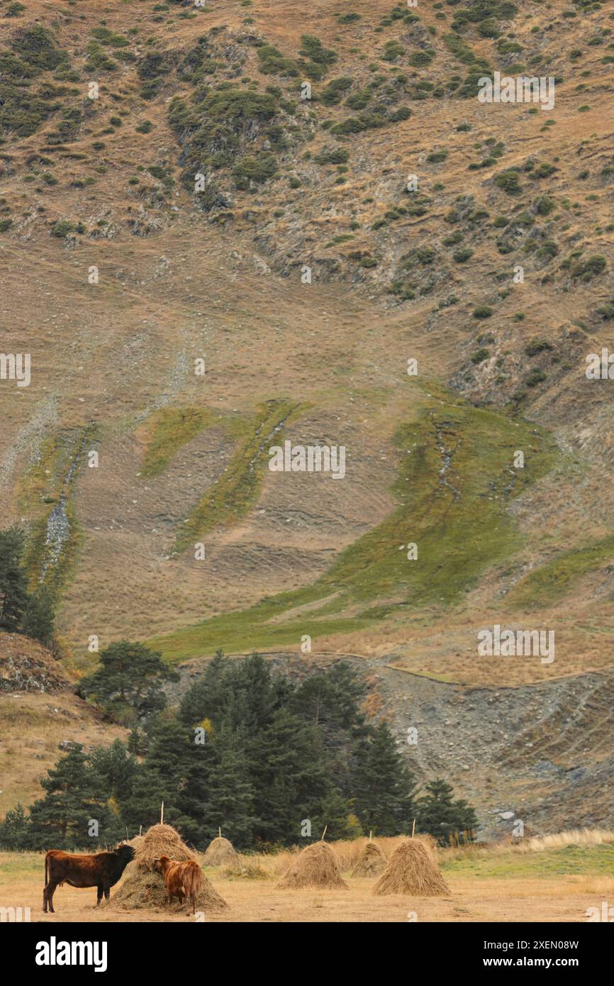 Cattle grazing on haystacks in the valley below the mountainside in the ...