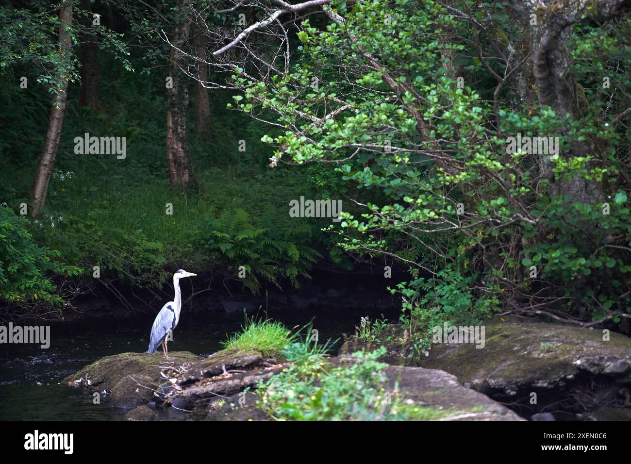 Irish crane hunting on the river Stock Photo - Alamy