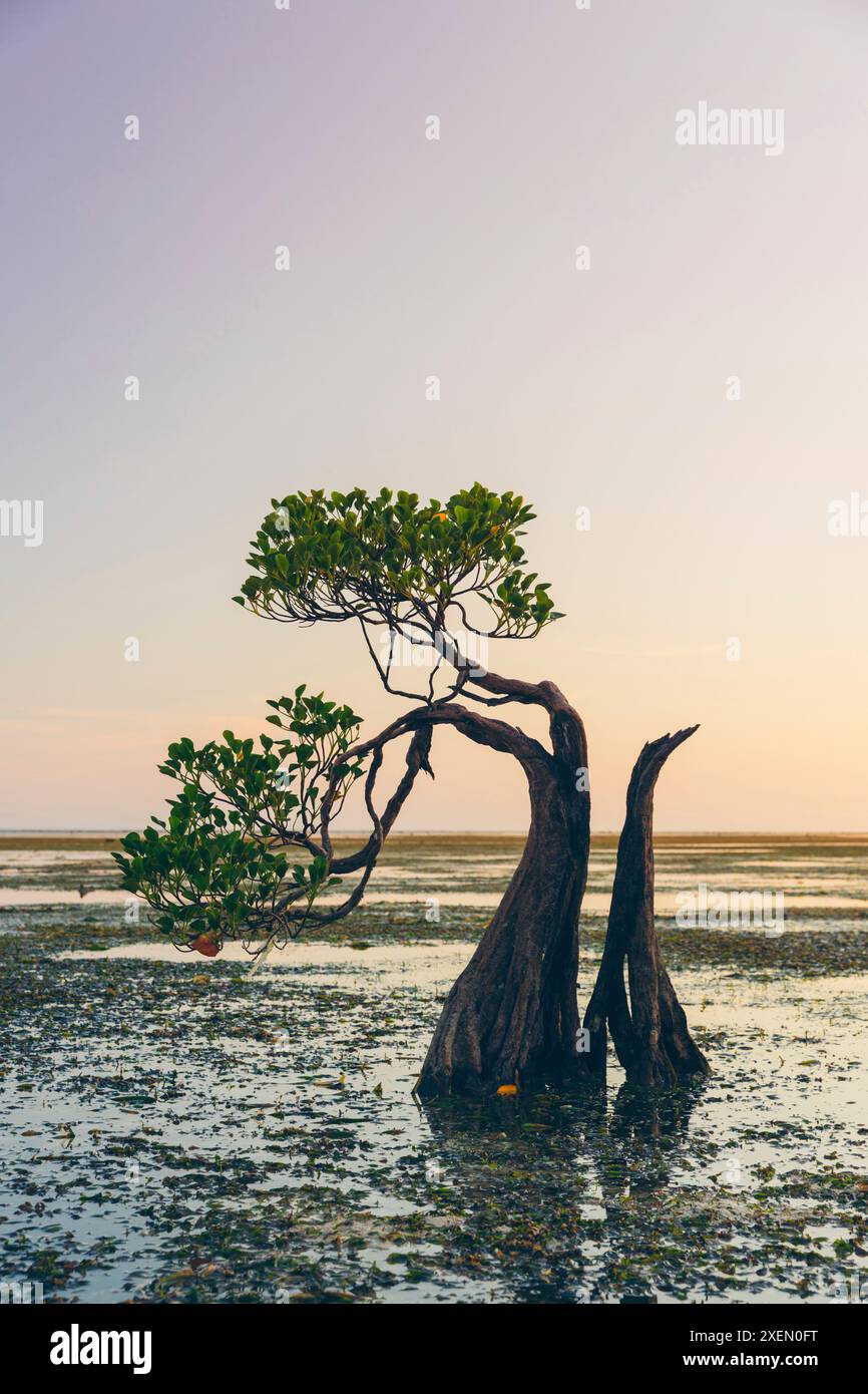 Tree grows from the wetlands on Lailiang Beach, East Nusa Tenggara ...