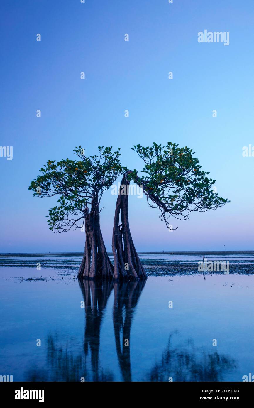 Walakiri beach mangrove trees hi-res stock photography and images - Alamy
