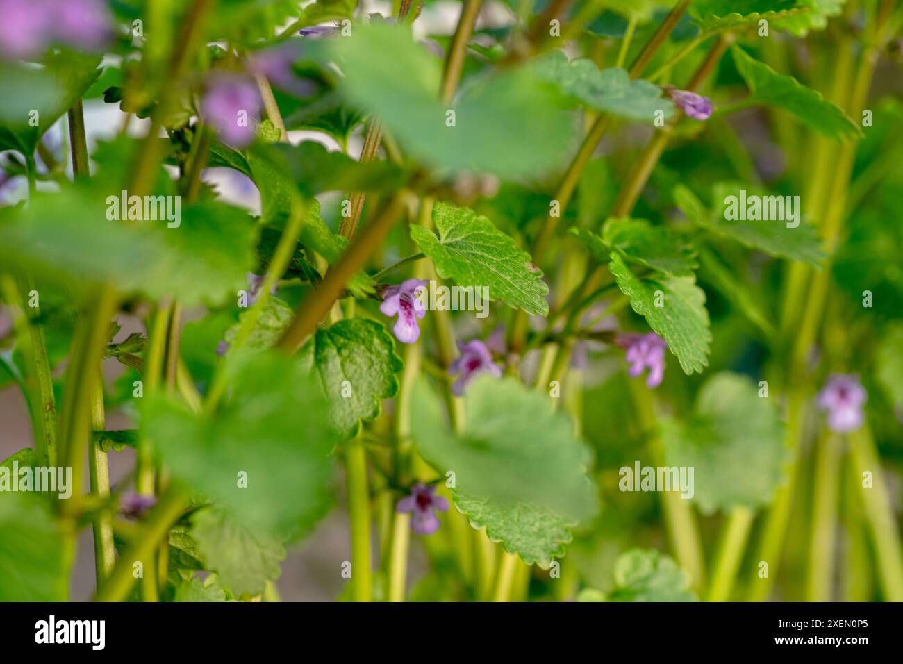 A close-up image of purple Glechoma hederacea, Nepeta glechoma Benth ...