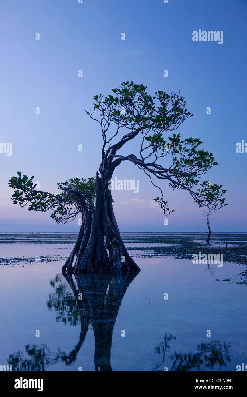 Mangrove trees grow from the water on the iconic Walakiri Beach, Nusa ...