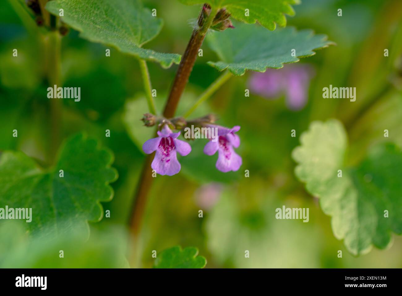 A close-up shot of two purple flowers Glechoma hederacea, Nepeta ...