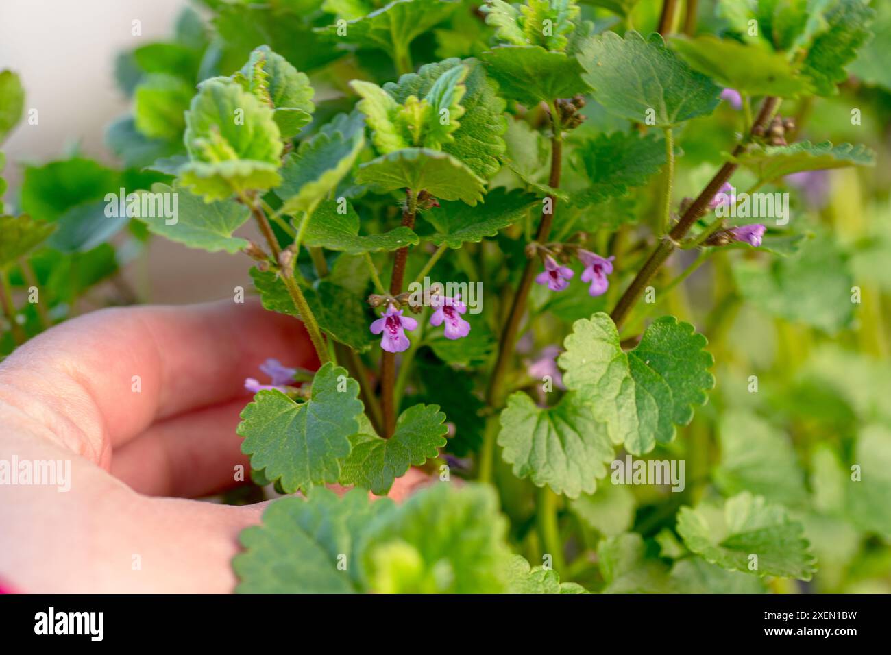 A close up of a hand gently holding a small, leafy ground Glechoma ...